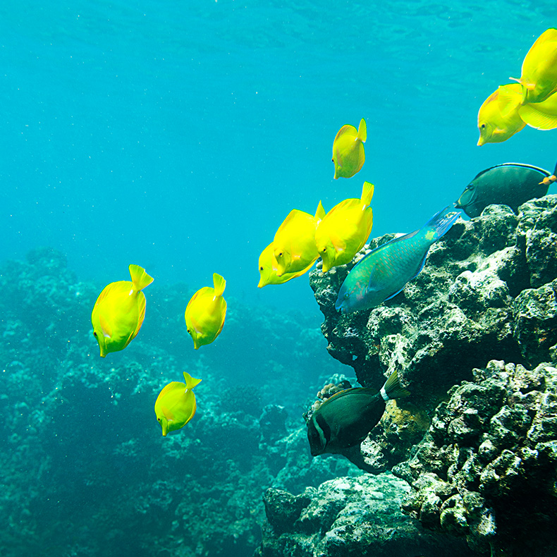 Great American Islands - The Windward Legacy Group | Morgan Stanley